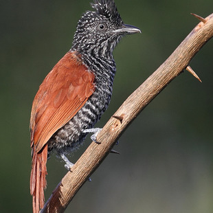 choca-listrada (Thamnophilus palliatus) | WikiAves - A Enciclopédia das ...