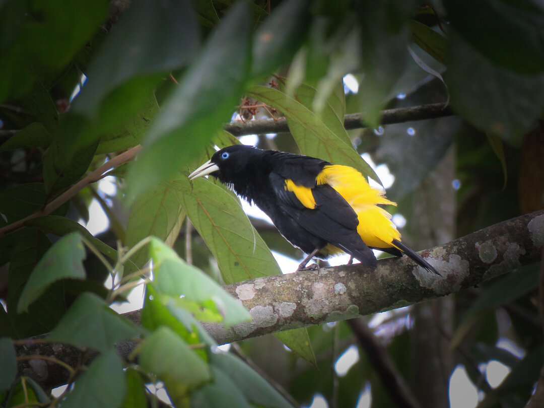 Foto xexéu (Cacicus cela) Por Luiz Proença | Wiki Aves - A Enciclopédia ...