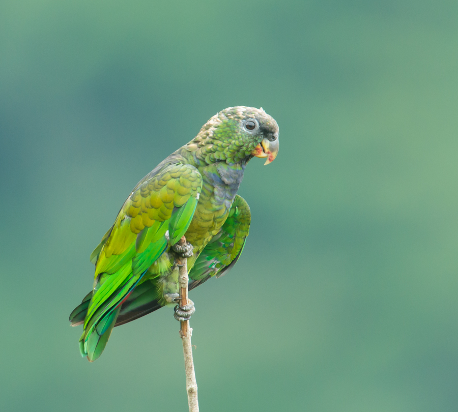 Foto maitaca-verde (Pionus maximiliani) Por Ricardo Gentil | Wiki Aves ...