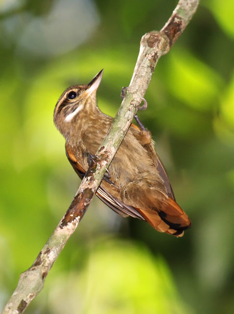 Foto bico-virado-miúdo (Xenops minutus) Por Valdir Hobus | Wiki Aves - A Enciclopédia das Aves ...