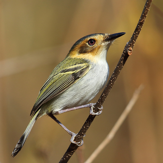 tororó (Poecilotriccus plumbeiceps) | WikiAves - A Enciclopédia das ...