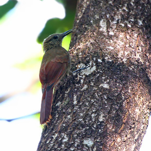 arapaçu-rabudo (Deconychura longicauda) | WikiAves - A Enciclopédia das ...