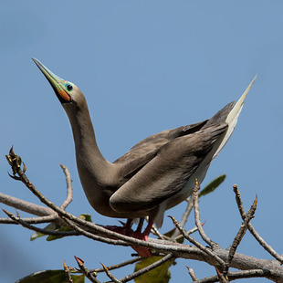 atobá-de-pé-vermelho (Sula sula) | WikiAves - A Enciclopédia das Aves ...