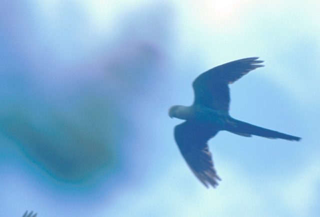 ararinha-azul (Cyanopsitta spixii) | WikiAves - A Enciclopédia das Aves ...