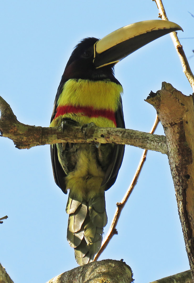 Foto araçari-de-bico-branco (Pteroglossus aracari) Por Marcelo Avellar ...
