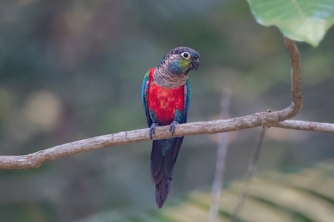 Foto tiriba-de-barriga-vermelha (Pyrrhura perlata) Por Marcel Scalon Cerchi | Wiki Aves - A ...