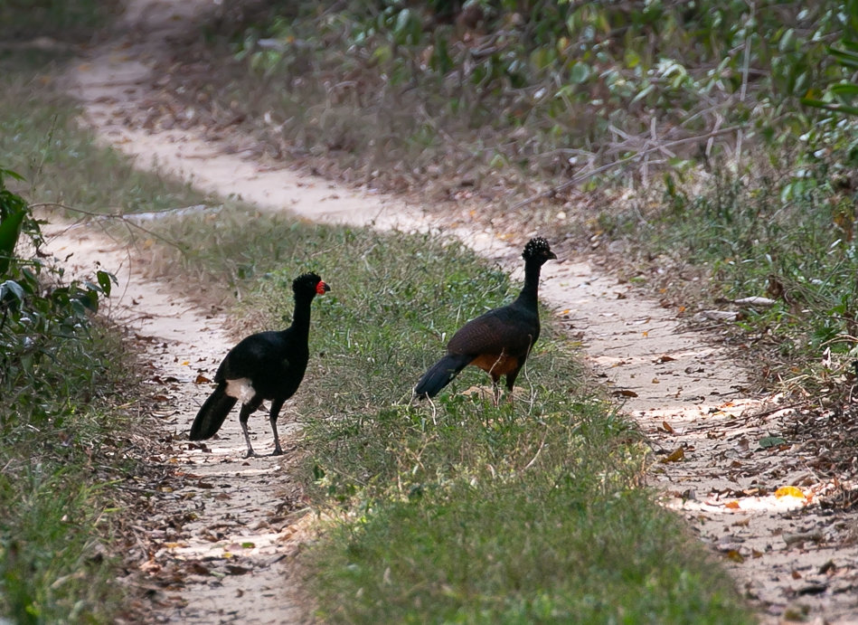 Foto mutum-de-bico-vermelho (Crax blumenbachii) Por Ronaldo G. Lebowski ...