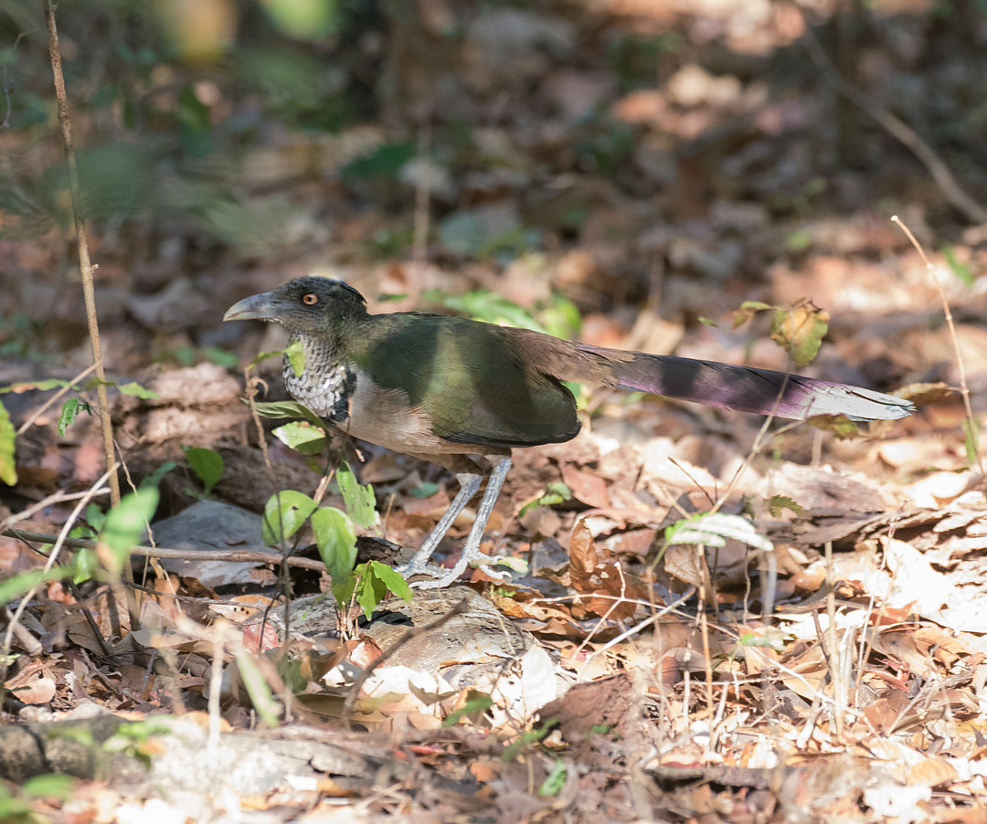 Foto jacu-estalo (Neomorphus geoffroyi) Por Mats Hildeman | Wiki Aves ...