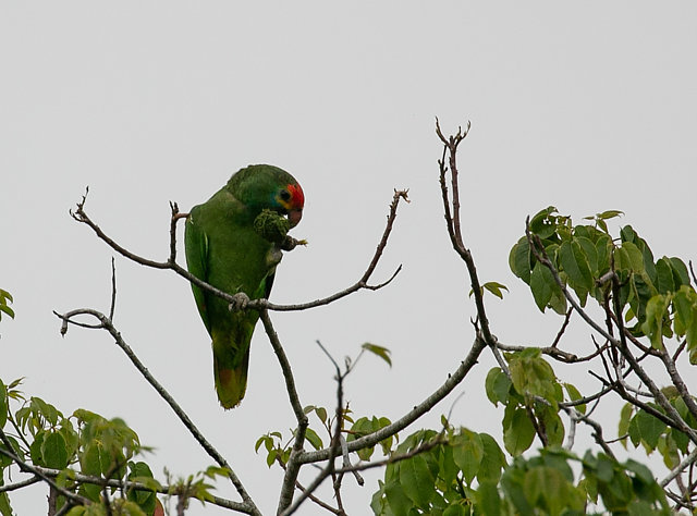 Foto chauá (Amazona rhodocorytha) Por Ronaldo G. Lebowski | Wiki Aves ...