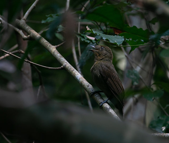 Foto flautim-marrom (Schiffornis turdina) Por Ronaldo G. Lebowski ...