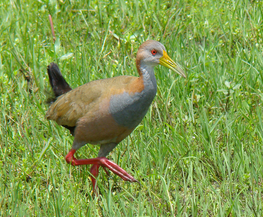 Foto saracuruçu (Aramides ypecaha) Por Carlos Timm | Wiki Aves - A ...