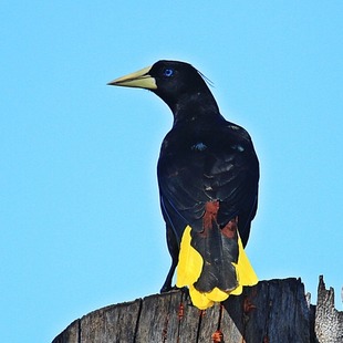 japu (Psarocolius decumanus) | WikiAves - A Enciclopédia das Aves do Brasil