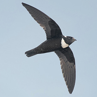 Apodidae | WikiAves - A Enciclopédia das Aves do Brasil