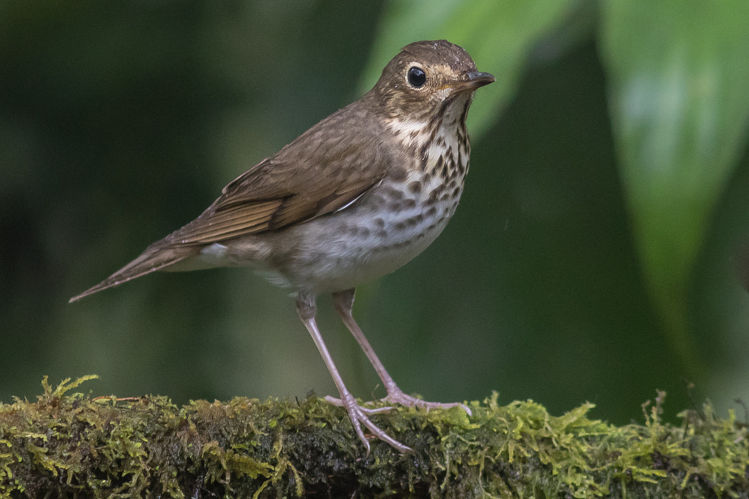 Foto sabiazinho-de-óculos (Catharus swainsoni) Por Demis Bucci | Wiki ...