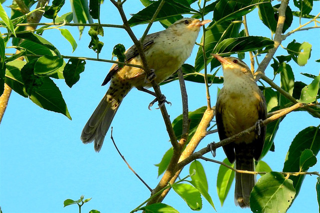 catatau (Campylorhynchus turdinus) | WikiAves - A Enciclopédia das Aves ...