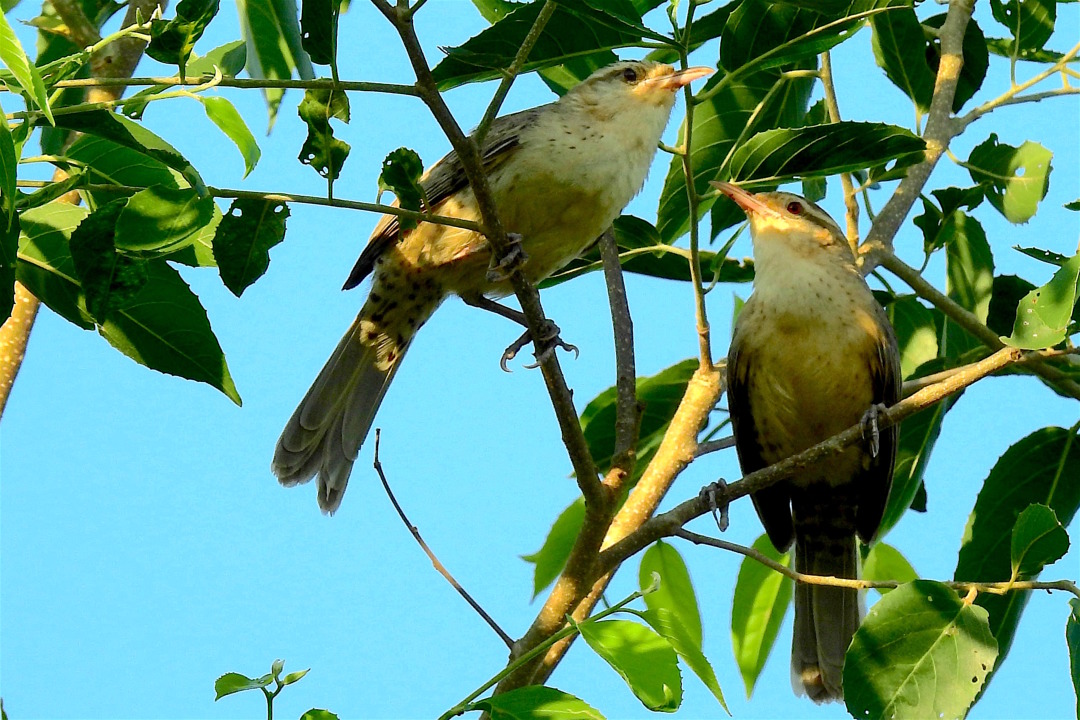 Foto catatau (Campylorhynchus turdinus) Por Sandra Rebello | Wiki Aves ...