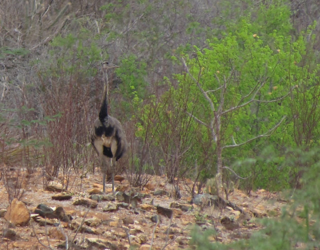Foto ema (Rhea americana) Por Breno Farias | Wiki Aves - A Enciclopédia ...