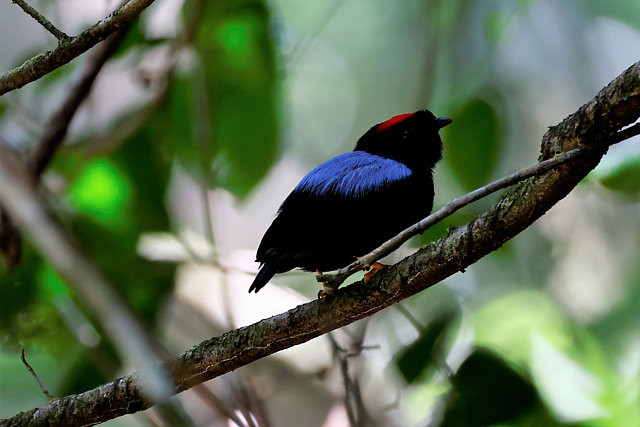 Foto tangará-príncipe (Chiroxiphia pareola) Por Izaias Silva | Wiki ...