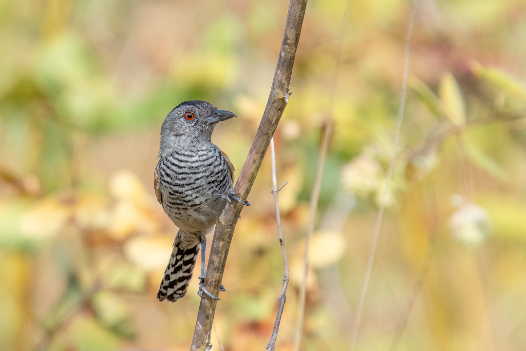 Foto choca-de-asa-vermelha (Thamnophilus torquatus) Por Marcelo Telles ...