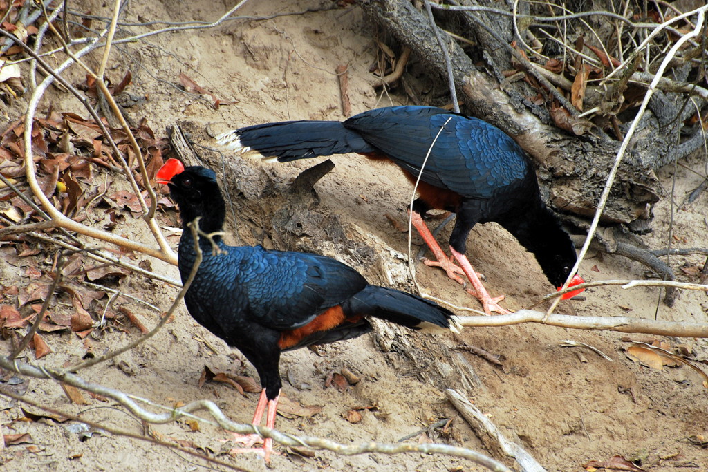 Foto mutum-cavalo (Pauxi tuberosa) Por Luiz Álvaro Toledo Barros | Wiki ...