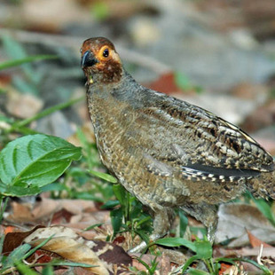 uru-corcovado (Odontophorus gujanensis) | WikiAves - A Enciclopédia das ...