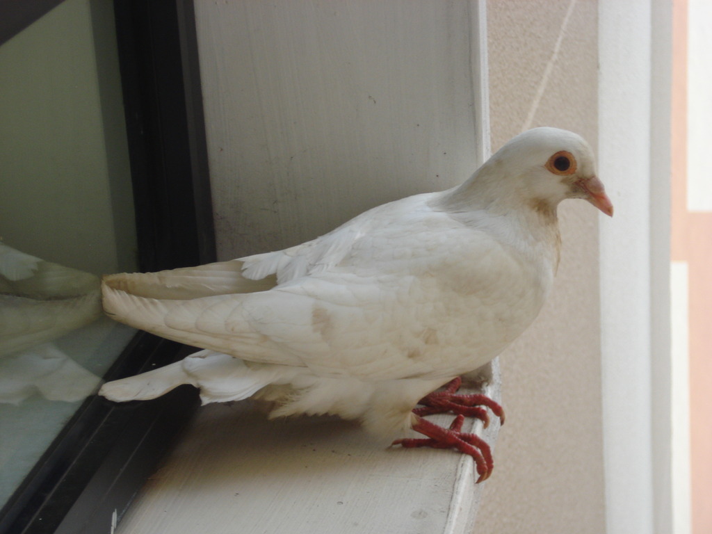 Foto pombo-doméstico (Columba livia) Por Gustavo Zaparoli | Wiki Aves ...
