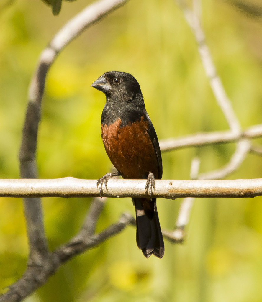 Foto curió (Sporophila angolensis) Por Gustavo Soares de Oliveira ...