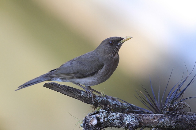 sabiá-poca (Turdus amaurochalinus) | WikiAves - A Enciclopédia das Aves ...