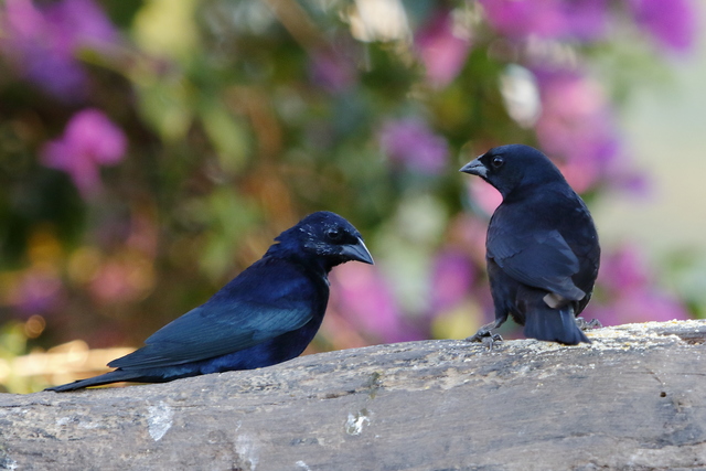 chupim-azeviche (Molothrus rufoaxillaris) | WikiAves - A Enciclopédia ...