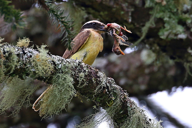 bem-te-vi (Pitangus sulphuratus) | WikiAves - A Enciclopédia das Aves ...