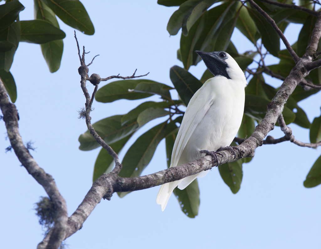 Foto araponga (Procnias nudicollis) Por Eduardo Pio Carvalho | Wiki ...