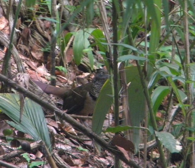 jacu-estalo (Neomorphus geoffroyi) | WikiAves - A Enciclopédia das Aves ...