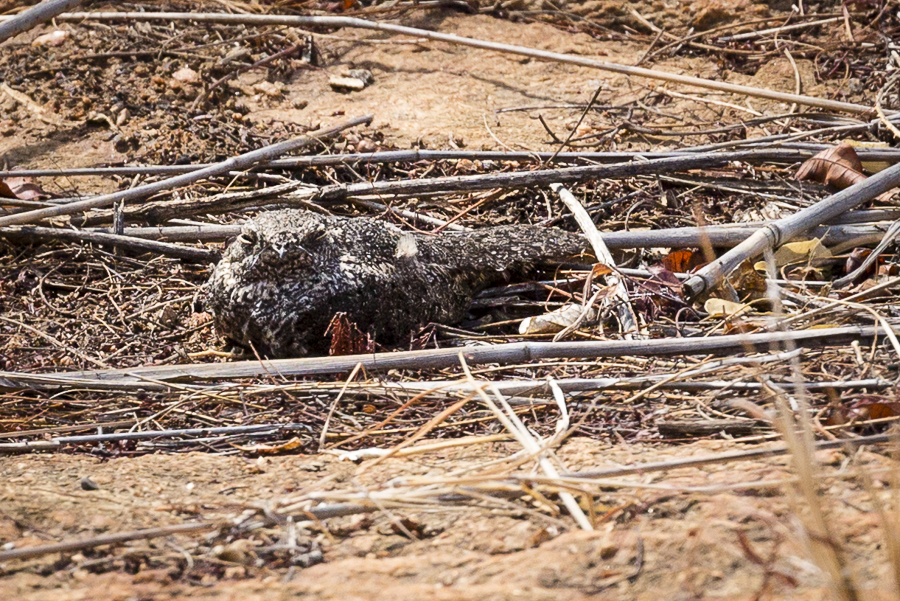 Foto bacurauzinho-da-caatinga (Nyctidromus hirundinaceus) Por Thelma ...