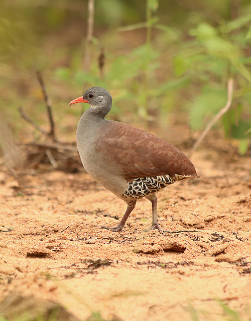 inhambu-chintã (Crypturellus tataupa) | WikiAves - A Enciclopédia das ...
