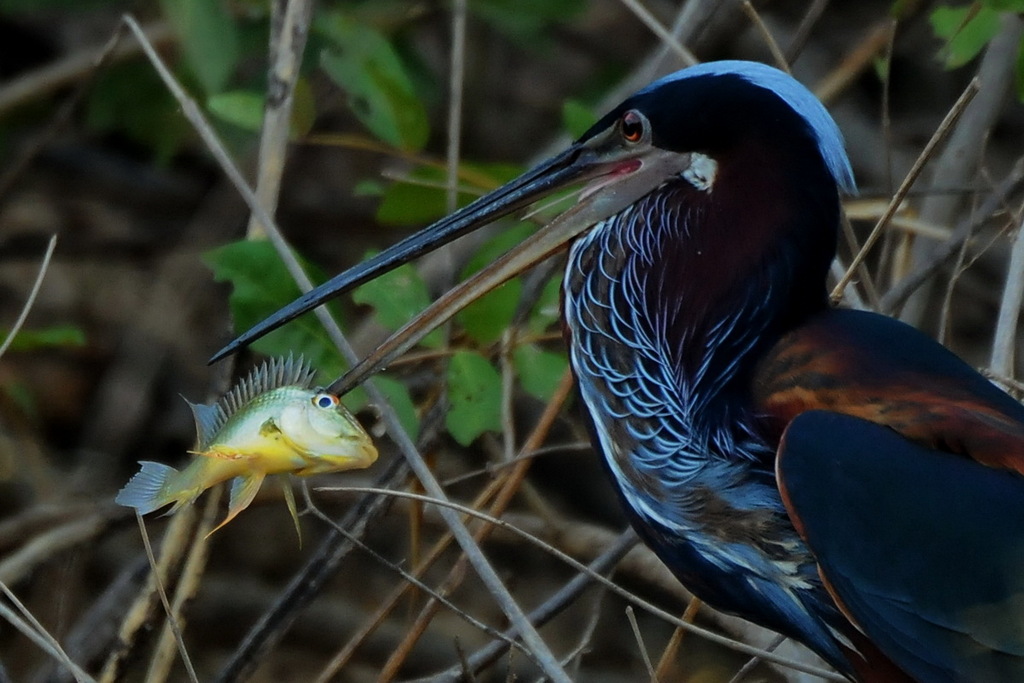 Foto garça-da-mata (Agamia agami) Por Claudia Komesu | Wiki Aves - A ...