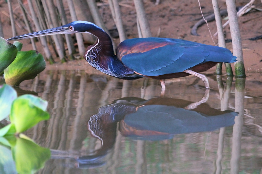Foto garça-da-mata (Agamia agami) Por Mathias Singer | Wiki Aves - A ...