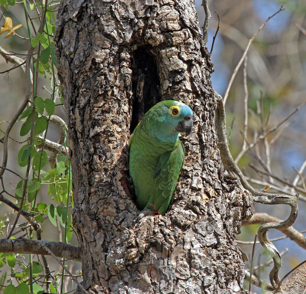 Foto papagaio-verdadeiro (Amazona aestiva) Por Jacek Kisielewski | Wiki ...
