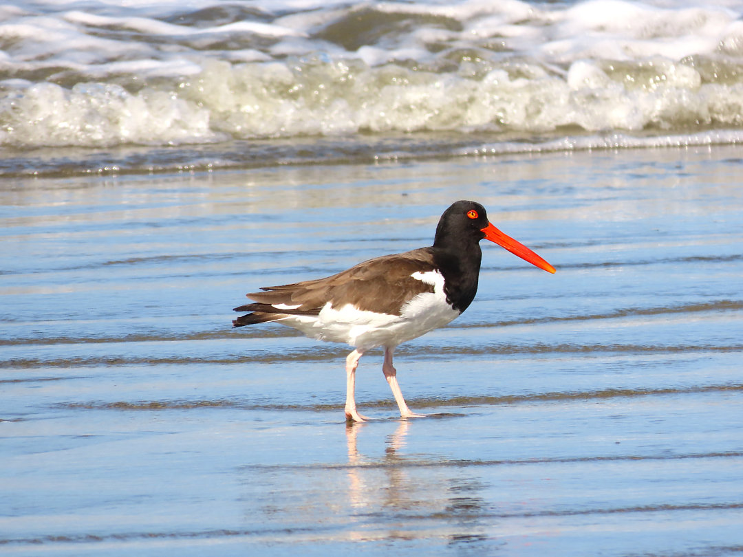 Foto piru-piru (Haematopus palliatus) Por Paula Ramos | Wiki Aves - A ...