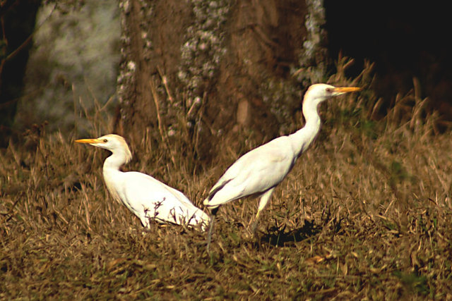 Foto garça-vaqueira (Bubulcus ibis) Por Alex ALAMelo | Wiki Aves - A ...