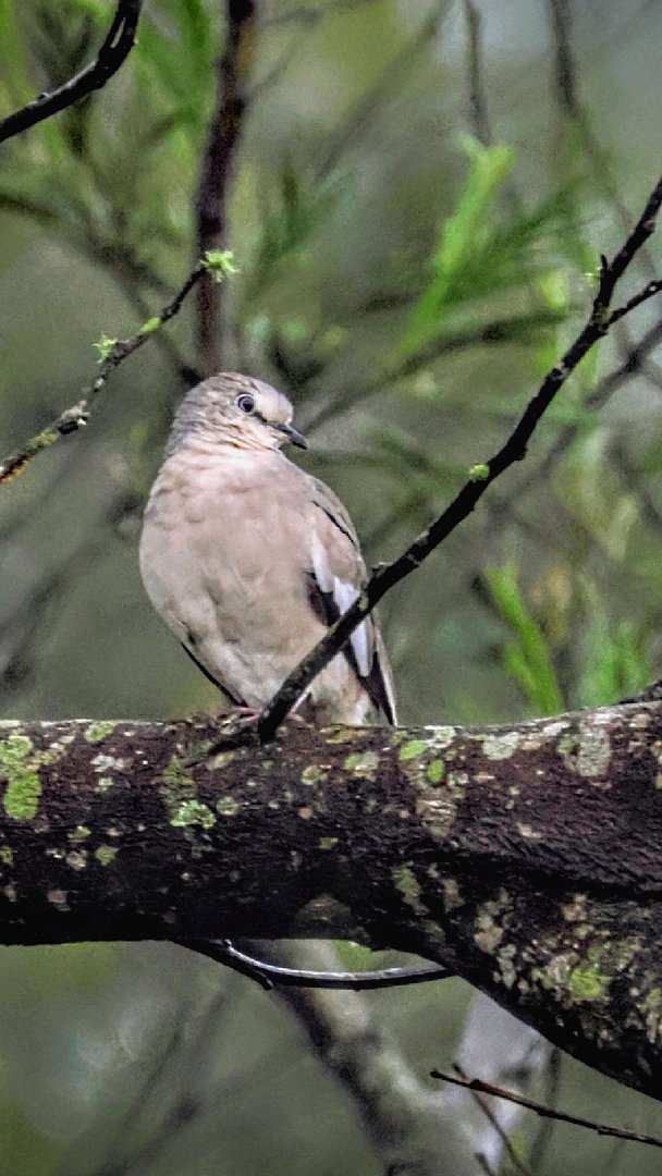 Foto rolinha-picuí (Columbina picui) Por Ludmilo Sene | Wiki Aves - A ...