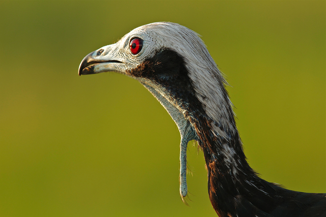 jacutinga-de-garganta-azul (Aburria cumanensis) | WikiAves - A ...