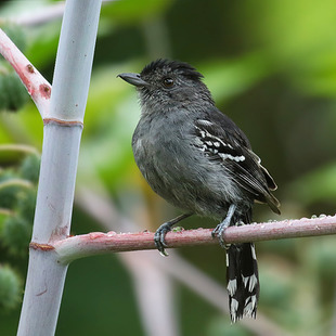 choca-da-mata (Thamnophilus caerulescens) | WikiAves - A Enciclopédia ...