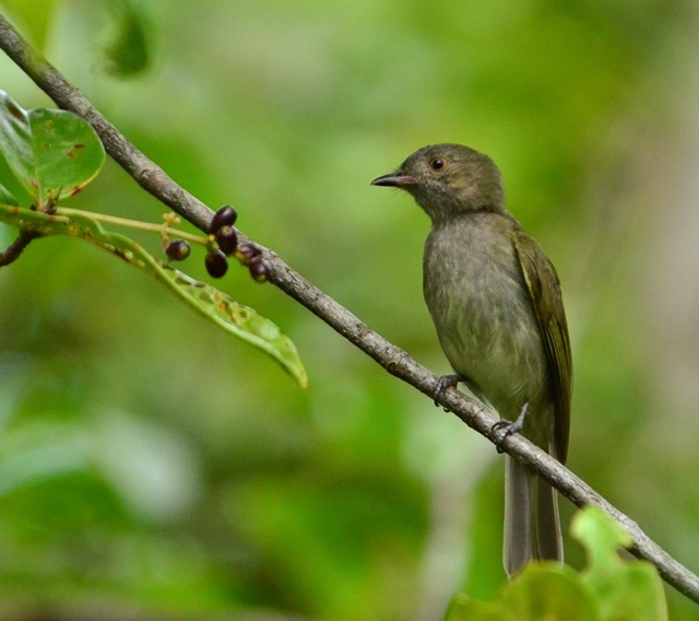 Foto fruxu-do-cerradão (Neopelma pallescens) Por Rafael Fortes | Wiki ...