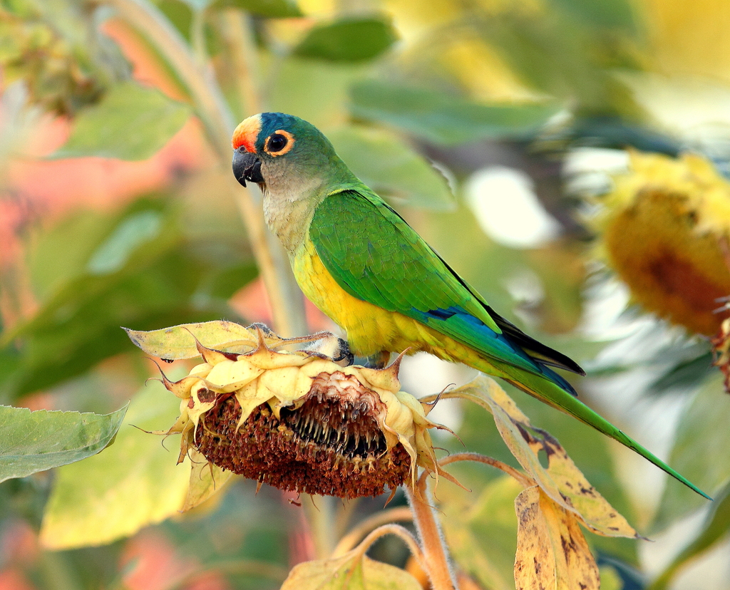Foto periquito-rei (Eupsittula aurea) Por Firmino Filho | Wiki Aves - A ...