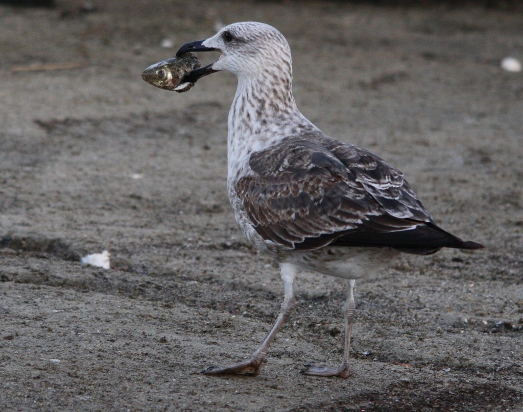 Foto gaivotão (Larus dominicanus) Por Paulo Vianna | Wiki Aves - A ...
