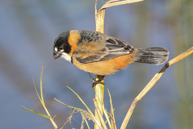 Foto coleiro-do-brejo (Sporophila collaris) Por Claudio Furini | Wiki ...