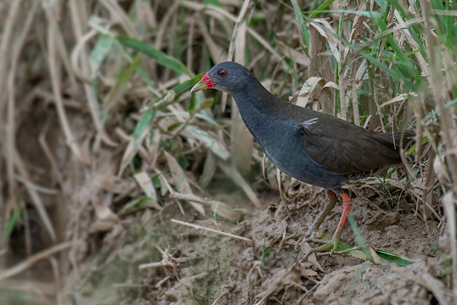 Foto turu-turu (Neocrex erythrops) Por Victor Castanho | Wiki Aves - A ...