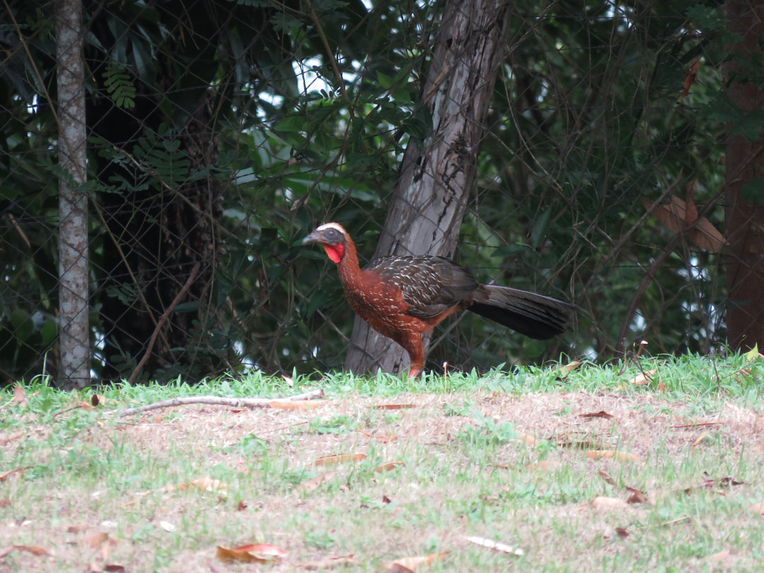 Foto jacupiranga (Penelope pileata) Por Patrícia Navarro | Wiki Aves ...