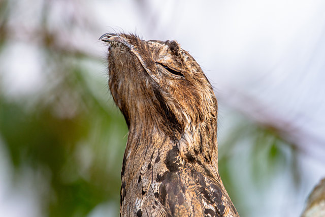 Foto urutau (Nyctibius griseus) Por Miguel Bellucci | Wiki Aves - A ...