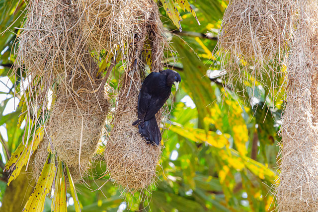 Foto guaxe (Cacicus haemorrhous) Por Miguel Bellucci | Wiki Aves - A ...